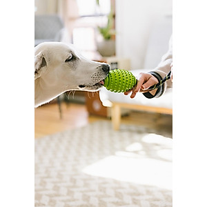 OllyDog Spikey Rugby, Interactive Dog Chew Toy with Natural Rubber, Multifunctional Teeth Cleaning and Gum Massage, for Dogs Under 50lbs (Lime)