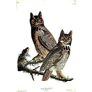 Great Horned Owl. From"The Birds of America" (Amsterdam Edition)
