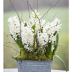 Carnegie White Hyacinth Bulbs - 8 Bulbs