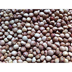 100 Pigeon Pea, Known as/Gandules/Jamaican Gungo/Congo Peas- Heirloom Seeds