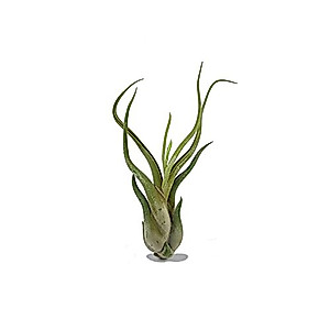 Tillandsia Air Plants, Caput Medusae Plants (Set of 5)