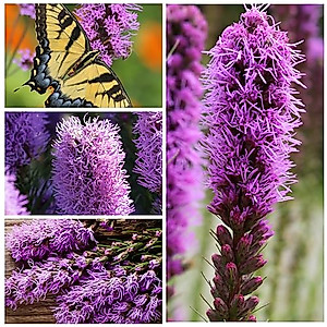 Seed Needs, Gayfeather Seeds - 500 Heirloom Seeds for Planting Liatris spicata - Perennial, Open Pollinated Wildflowers That Attracts Pollinators to The Garden (1 Pack)