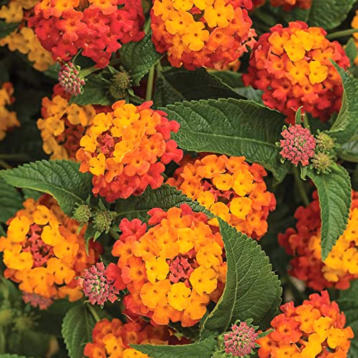 100 Pcs Mix Lantana Flower Seeds Lantana Camara Seeds for Planting Home Garden Non-GMO