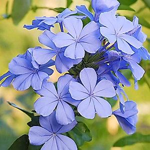 YEGAOL Garden 10Pcs Blue Plumbago Seeds Perennial Leadwort Non-GMO Hardy Home Garden Plant Flower Seeds