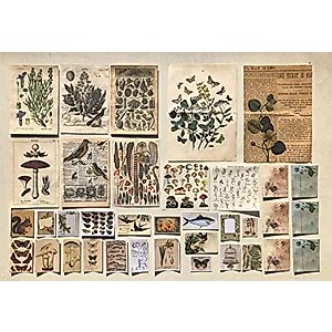 DESEACO Vintage Aesthetic Posters for Room Aesthetic Wall Decor, Plant Journal Green Room Decor for Teen Girls, Botanical Wall Art in Nature Journal, Cute Journaling Supplies Aesthetic Collage Kit