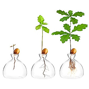 Acorn Sprouting Seed Starter Planter Vase Terrariums Pot Acorn Tree Growing Kit Deco Glass Bulb Propagation Vases Grow Acorn Trees at Home Acorn Tree Growing Kit Unusual Gardening Gifts for Her Him