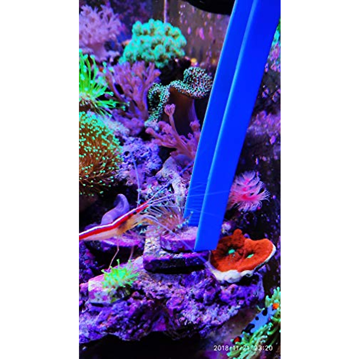 Aquarium Choice Coral Feeder Long Syringe Reef Feeder SPS HPS Marine Reef Coral Feeder Tool Fish Excreta Cleaner (11.8 inch Coral Tweezers Never Rust)