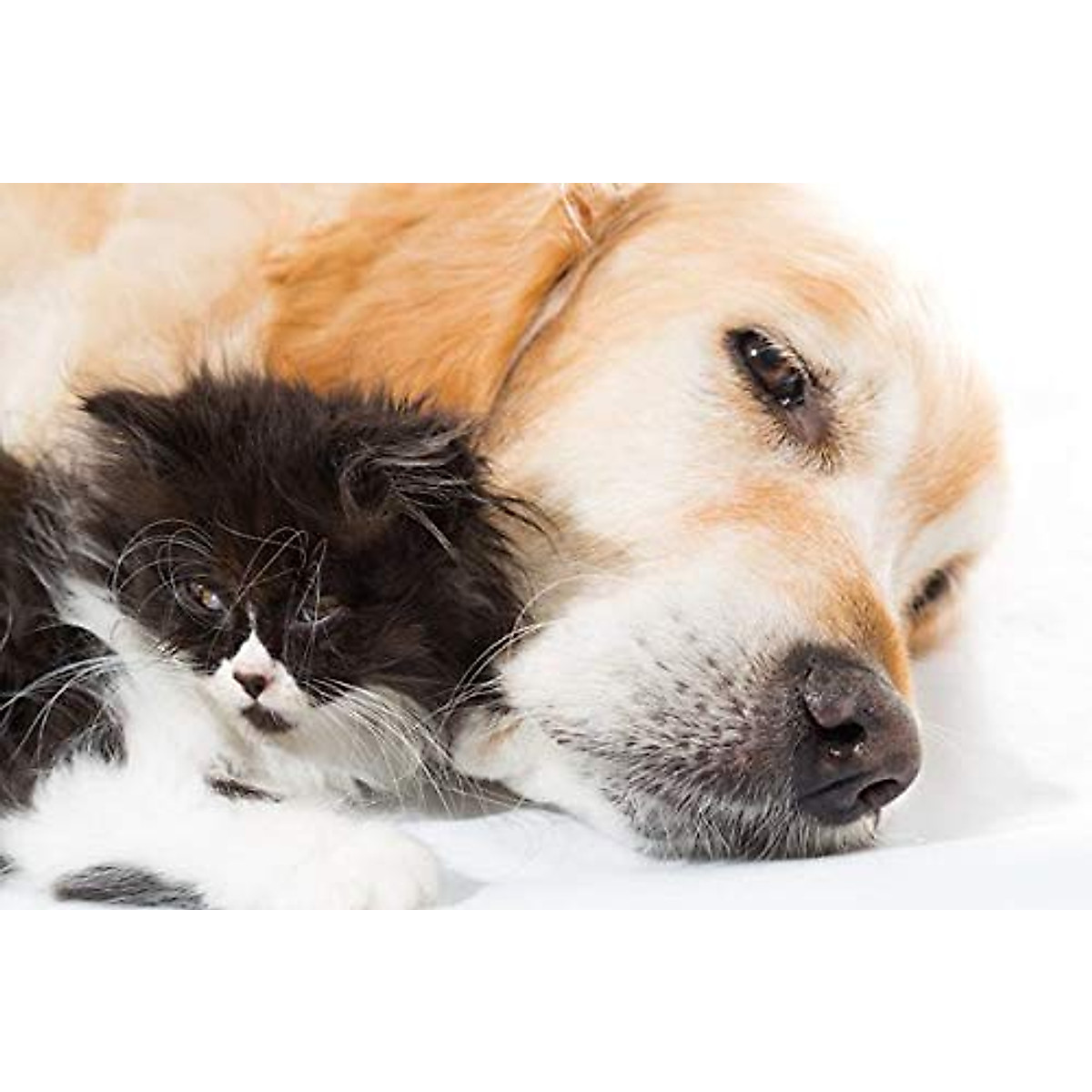 MY LUCKY PETS LLC cat Anxiety and Stress - PET Relaxant for Dogs and Cats - Anxiety Relief - Calming Complex - Premium - cat Valerian Root - 2 Bottles (180 Chewable Tablets)