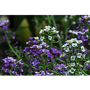 Alyssum Royal Sweet Carpet Seeds - Lobularia maritima - B151 (2000 Seeds)