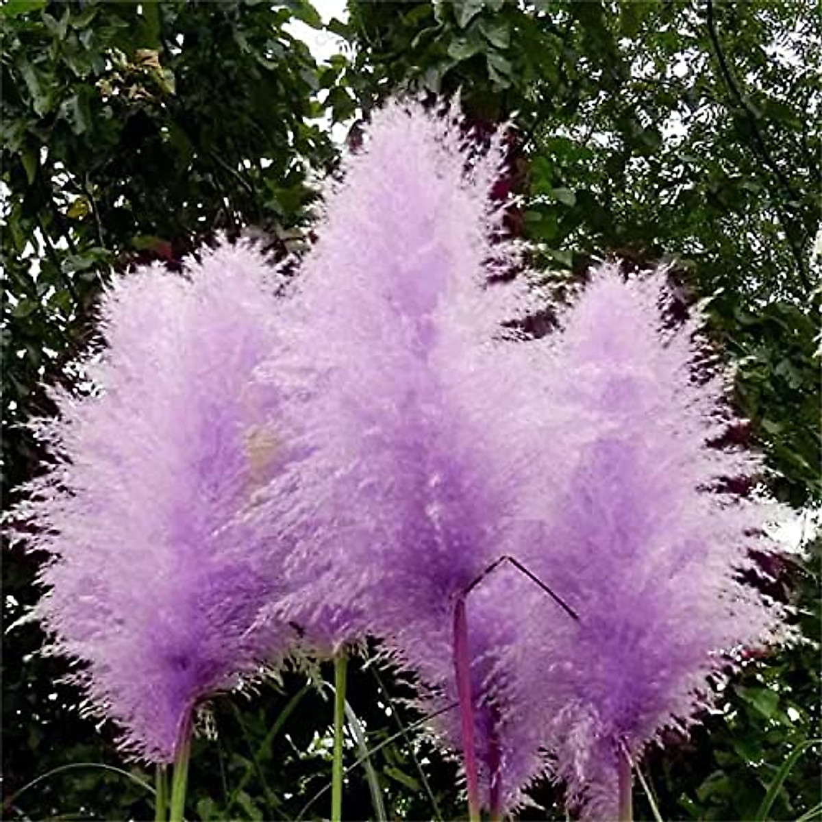 100+ Pcs Mix Pampas Grass Seeds Heirloom Ornamental Grass Seeds Rare Plants Decor Garden