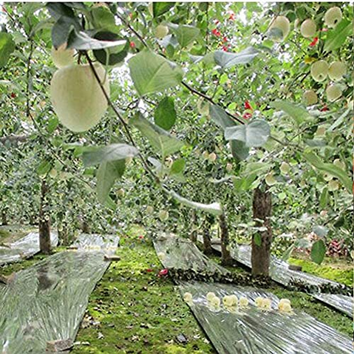 Xccj 6 Pack High Silver Reflective Mylar Film, 83x 52 in, Garden Greenhouse Covering Foil Sheets for Plant Growth, Grow Room, First Aid, Camping, Outdoor Survival