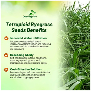 Outsidepride 25 lb. Annual Ryegrass Hay, Forage, & Pasture Seed
