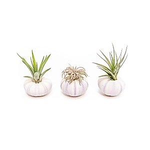 Air Plant Shop 3 Pack Purple Sea Urchins with Assorted Air Plants - Succulents - Live Tillandsia - Easy Care Indoor and Outdoor House Plants