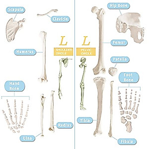 Human Skeleton Model For Anatomy 67 inch High, Full Size Skeleton Models with 3 Poster, Skull, Spine, Bones, Articulated Hand & Foot, for Anatomy Medical Learning