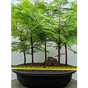 5 Tree Redwood Forest Bonsai Tree