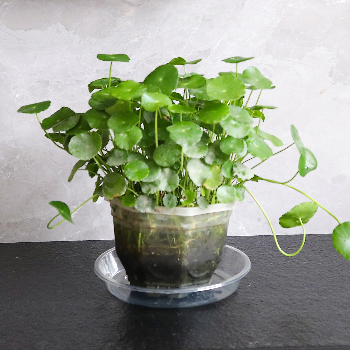 3unshine 24 Pack Plant Saucer, 6 8 10 12 Inch Durable Plastic Plant Water Tray, Black Round Plant Pot Saucers, Flower Drip Tray for Indoor Outdoor Garden