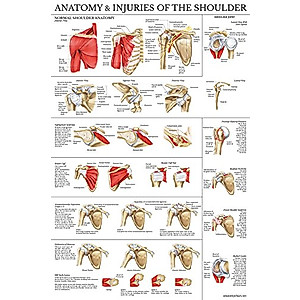 Palace Learning 3 Pack - Muscle + Skeleton + Anatomy & Injuries of the Shoulder Poster Set - Muscular and Skeletal System Anatomical Charts - Laminated - 18" x 24"