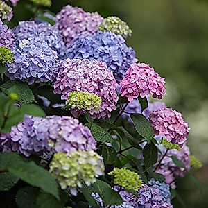 1 Gal. Endless Summer Bloomstruck Hydrangea