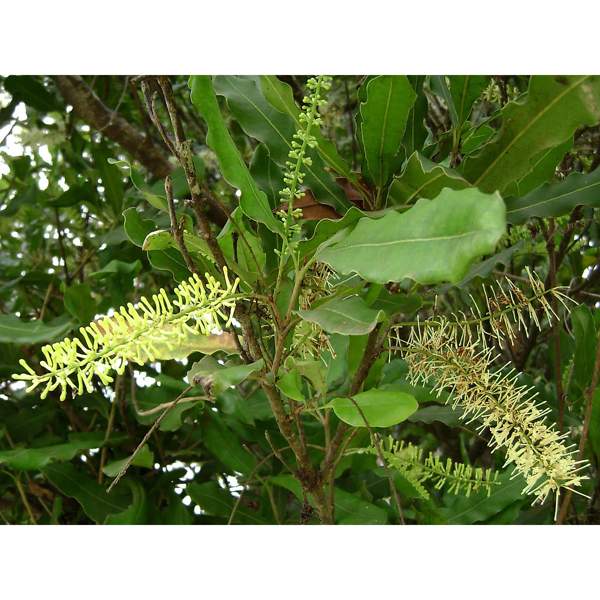 5 Macadamia Nut Tree Seeds - Macadamia integrifolia - Ships from Iowa, USA