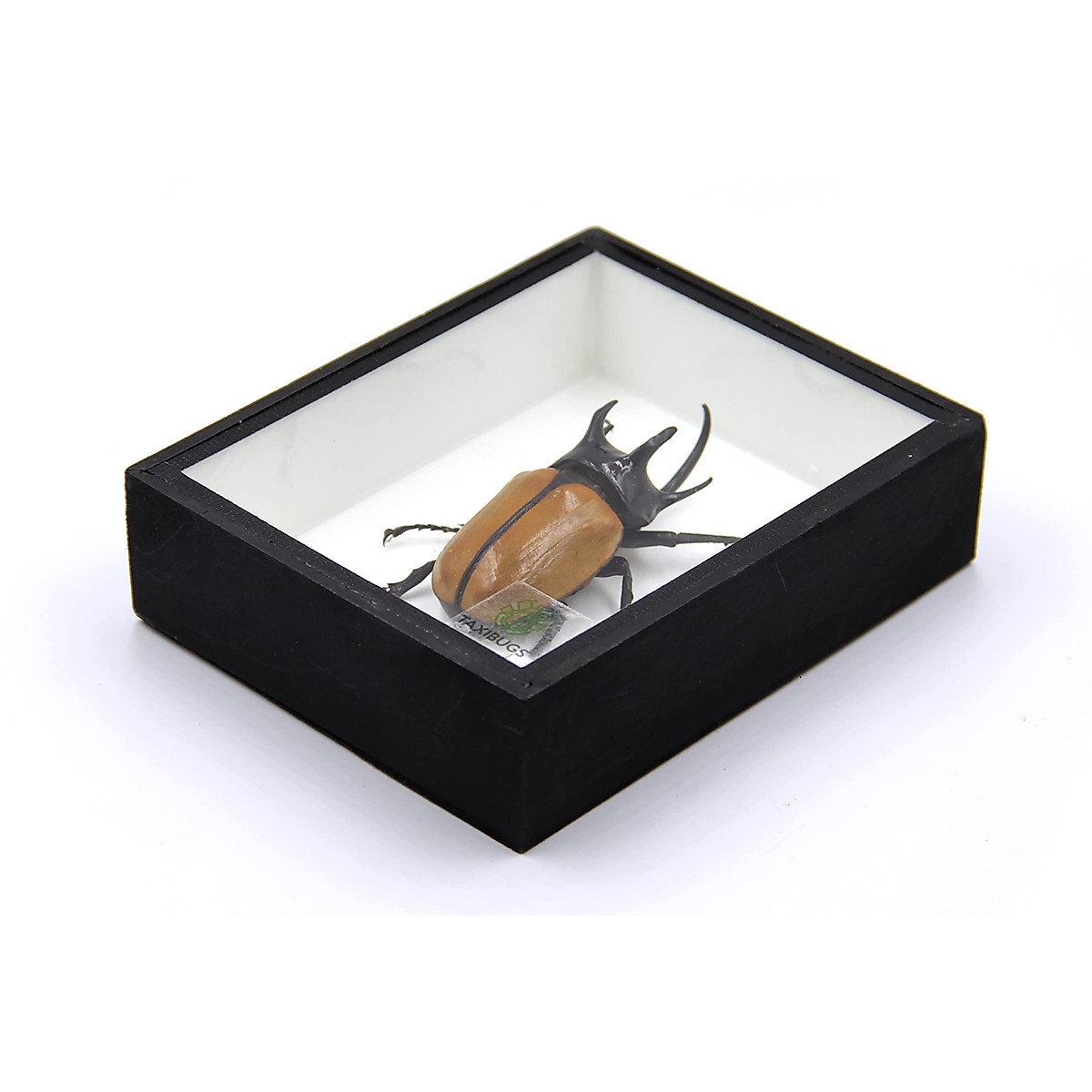 Rare Giant 5 Horn Rhino/Rhinoceros Beetle, Eupatorus gracilicornis, Taxidermy Insect Box Entomology Gift (Black Wooden Box)