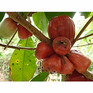 Malay Apple Tree Fruit Plant Live 3 to 8 Inch Tall Ornaments Perennial Garden Simple to Grow Pot