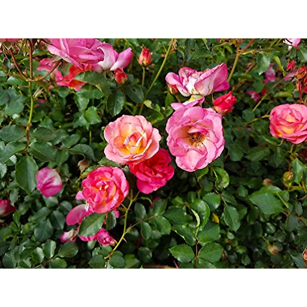 Nelson Plant Food Rose Food for All Types of Roses Climbing Tea Knock Outs Grandiflora with Five Sources of Nitrogen Nutri Star 18-14-10 (2 LB)
