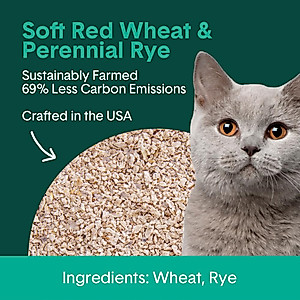 Boxie® Eco™ Farm to Box Sustainable 30 Day Odor Control Clumping Cat Litter, 6.5lb Boxiecat 99.9% Dust Free Plant-Based Kitty Litter