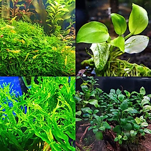 Mainam 3 Different Anubias Nana Java Fern Windelov Java Moss Tropical Freshwater Live Aquarium Plant Decorations 3 Days BUY2GET1FREE