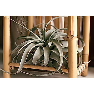 Tillandsia Xerographica Air Plant, Tillandsia Air Plants Live Large Indoor Plants Live Houseplants, Exotic Plants for Succulent Terrarium, Fairy Garden Decor, Succulents Live Plants by Plants for Pets