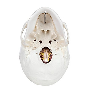 3-Part Human Skull Model, Removable 8-Part Brain, Anatomically Correct Brain Model for Neuroscience, Life Size Plastic Skull Mold from Real Skull, Detailed Product Manual, Made by Axis Scientific