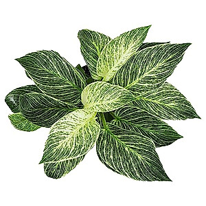 Birkin Philodendron in 6 Inch Pot for Indoor Plants Live Houseplants, Office Plants, Easy Plant Gift, Philodendron Plant Live Plants Indoor Plants Live House Plants Live Plant Decor by Plants for Pets