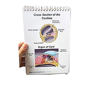 Blue Tree Publishing Ear Anatomy Desktop Charts For AUD, Audiologist, Hearing Centers and Classroom material for Education