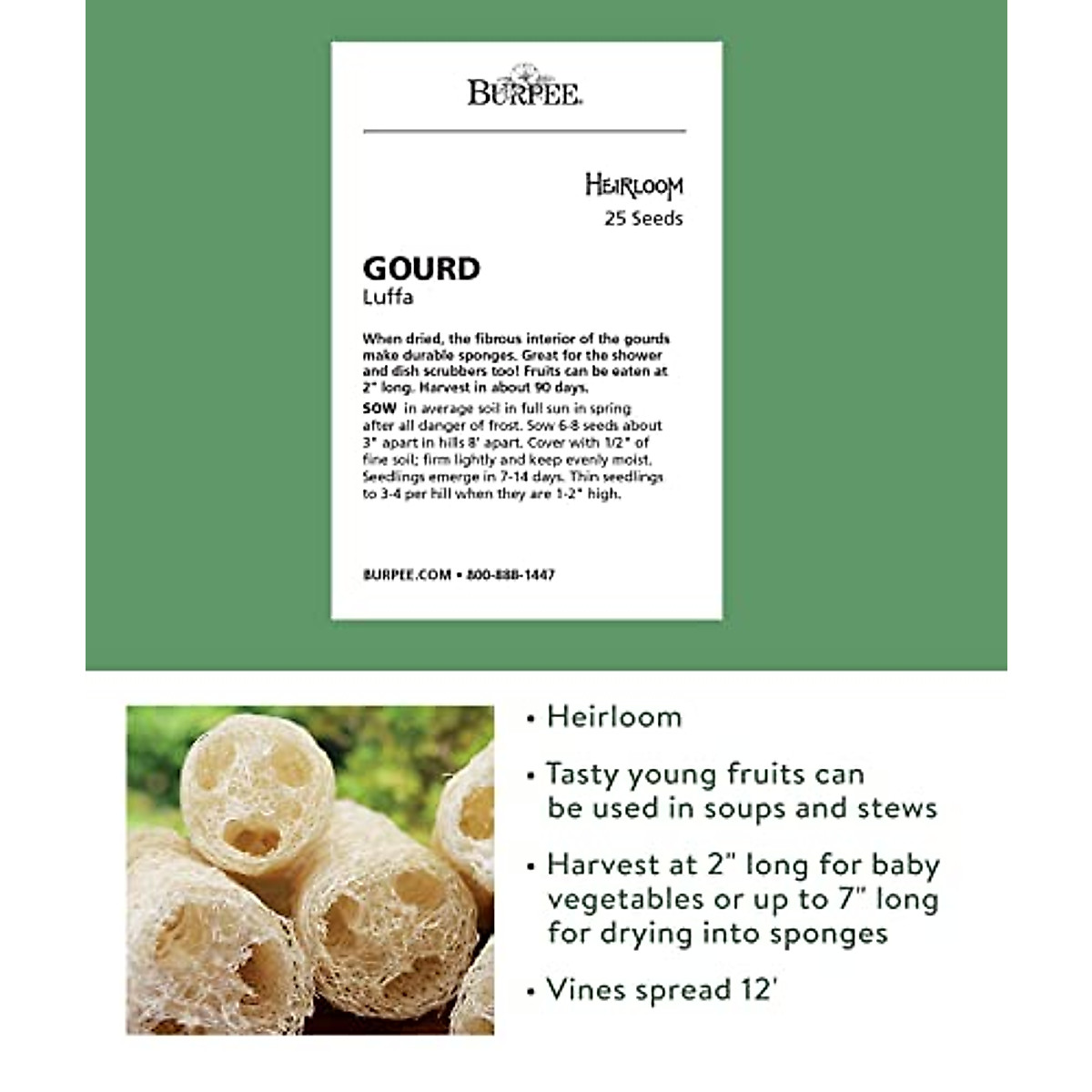 Burpee Ornamental Luffa Gourd Seeds 25 seeds