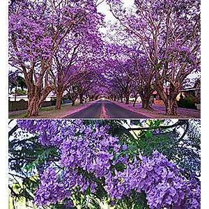 20+ Purple Jacaranda Mimosifolia Flowers Tree Seeds Plant Home Garden