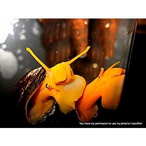 Family of (6) Assorted Rabbit Snails 1-2" Freshwater Live Snail for Fish Tank Aquarium Tylomelania