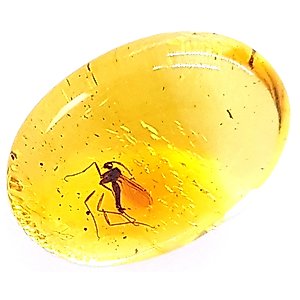 Genuine Fossil Baltic Amber with Inclusion with Magnifying Box/Beautiful Museum Grade