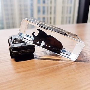 Real Japanese Rhinoceros Beetle Insect Specimens in Resin Paperweight Crafts, Animal Taxidermy Collection for Science Education & Desk Ornament (Japanese Rhinoceros Beetle)
