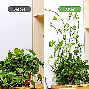 Plant Climbing Wall Fixture Clips,100Pcs Plant Fixer Self-Adhesive Hook,Garden Vegetable Plant Support Binding Clip Invisible Wall Vines,Fixture Wall Sticky Hook Fixing Clip Vines Holder (B-100 Pcs)