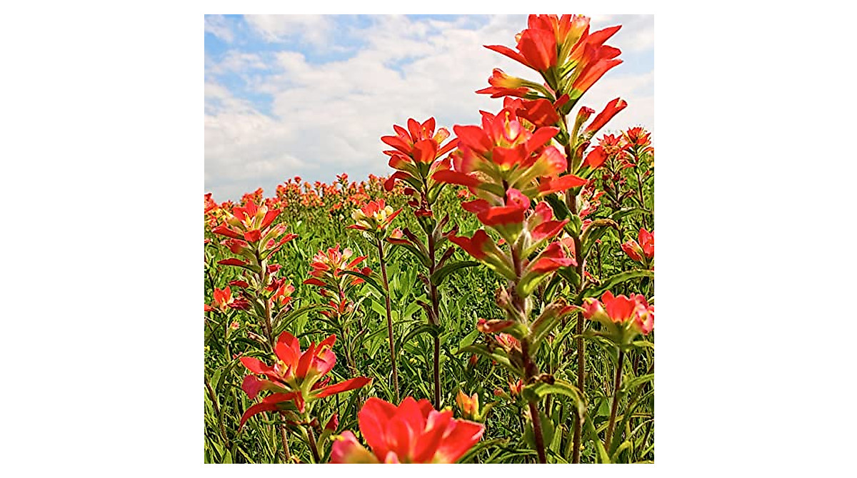 QAUZUY GARDEN Scarlet Indian Paintbrush Seeds - Vibrant, Drought ...