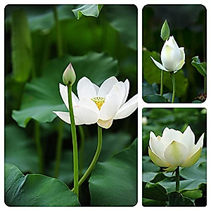 60PCS Open Mouth Bonsai Lotus Seeds Water Lily Flower Non-GMO Heirloom Garden Home for Planting (Mix White Purple)