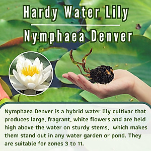 Mainam Mixed Colorful Hardy Water Lily Tuber Live Aquarium Plant for Freshwater Fish Pond Balcony Buy 2 GET Fertilizer Free (White Nymphaea Denver)