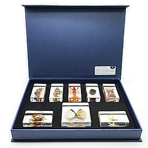 8 PCS Marine Animals Specimens Taxidermy Paperweights for Science Classroom Education