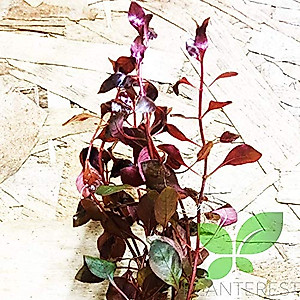 Planterest - Ludwigia Repens Rubin Super Red Ruby Bundle Live Aquarium Plant Stems Decorations BUY2GET1FREE