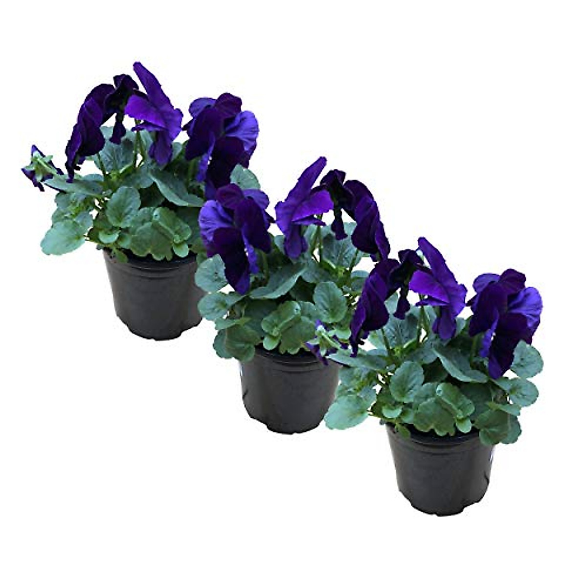 The Three Company Healthy Live Pansy - Purple (4 Per Pack), Early Spring Color, 6" Tall by 4" Wide in 1 Pint Square Pot