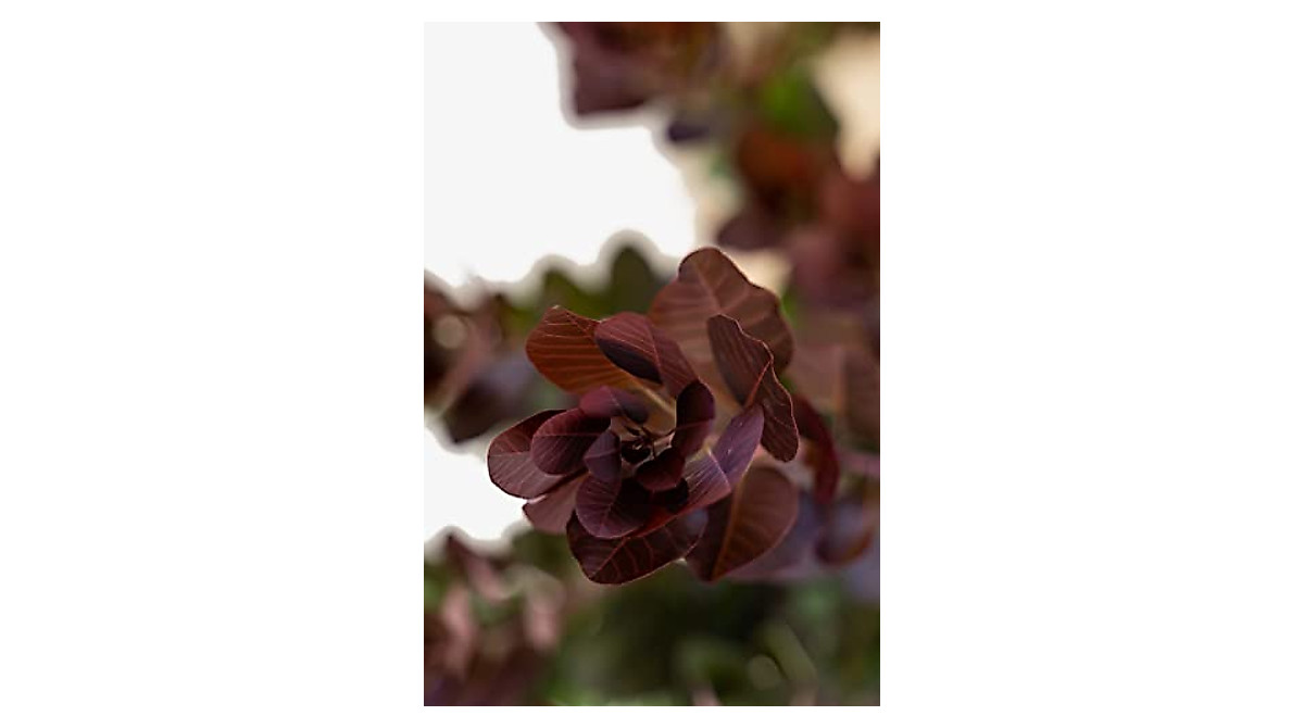 Royal Purple Smoke Tree - Stunning Fall Color & Fast Growth