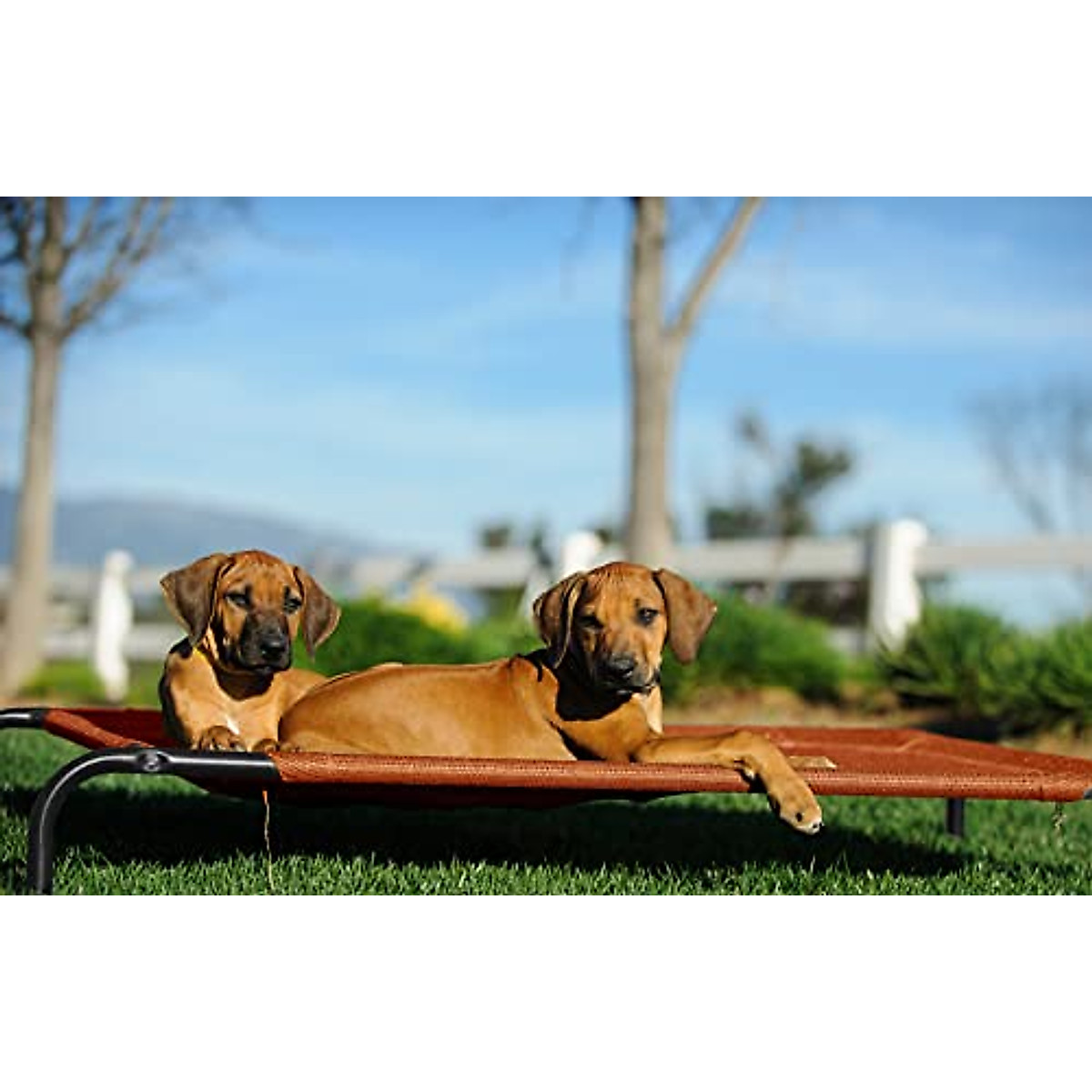 Love's cabin Outdoor Elevated Dog Bed - 49in Cooling Pet Dog Beds for Extra Large Medium Small Dogs - Portable Dog Cot for Camping or Beach, Durable Summer Frame with Breathable Mesh