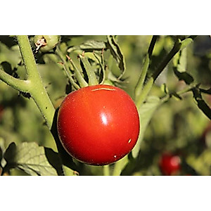 "Early Girl" Tomato Seeds for Planting, 25+ Seeds Per Packet, (Isla's Garden Seeds), Non GMO Seeds, Botanical Name: Solanum lycopersicum, 90% Germination Rate, Great Home Garden Gift