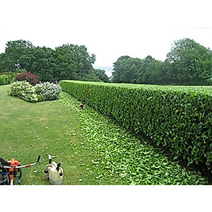 Viburnum Suspensum - 10 Live Plants - Evergreen Privacy Hedge