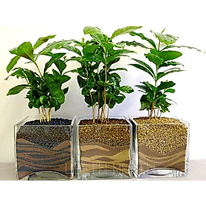 Seeds4planting - Seeds Arabian Coffee Tree Dwarf Plant Mountain Perennial Flowers