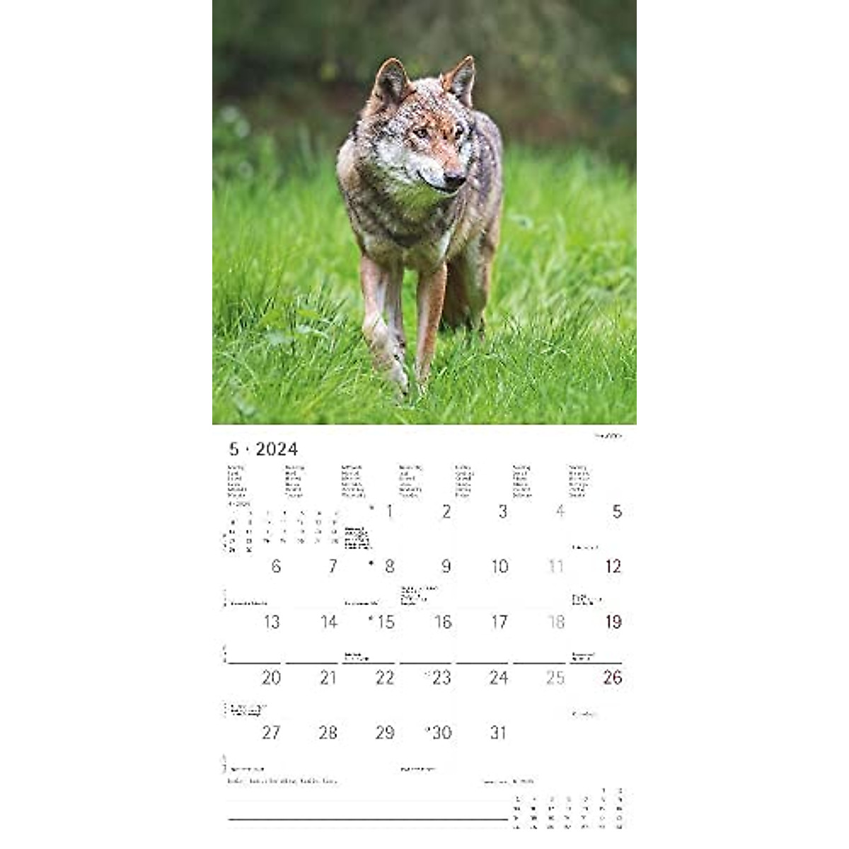 Wolves 2024 Brochure Calendar 30 x 30 cm (30 x 60 Open) Calendar with Space for Notes Wolves Picture Calendar Wall Planner Alpha Edition